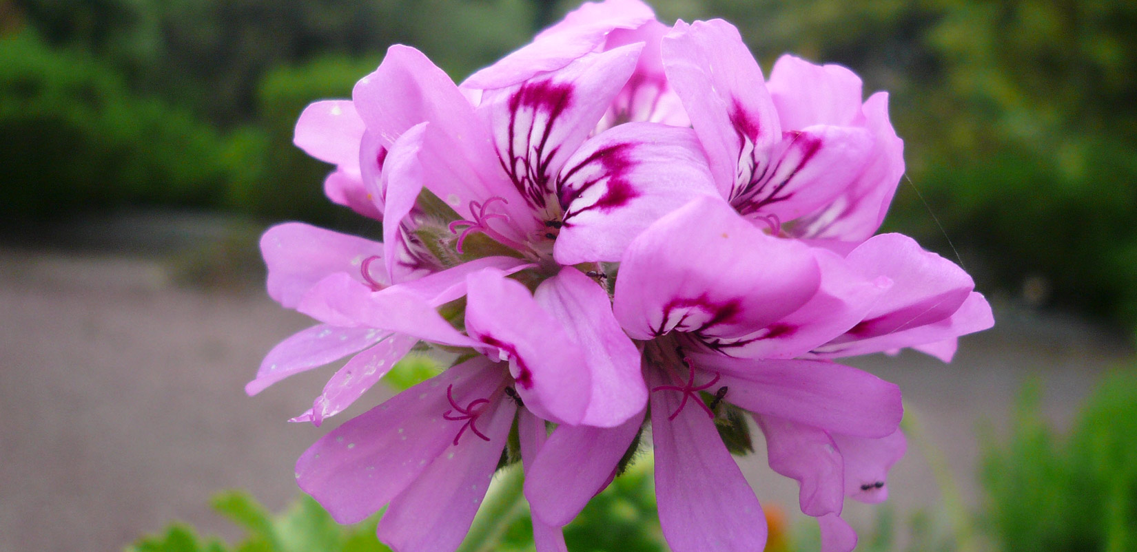 Le Géranium Rosat - Les Fleurs d'Exception du Pays de Grasse
