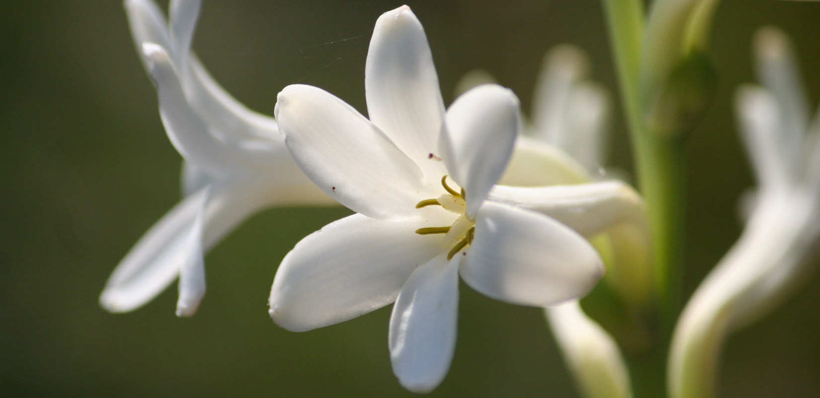 La tubéreuse Polianthes Tuberosa - Les Fleurs d'Exception du Pays de Grasse