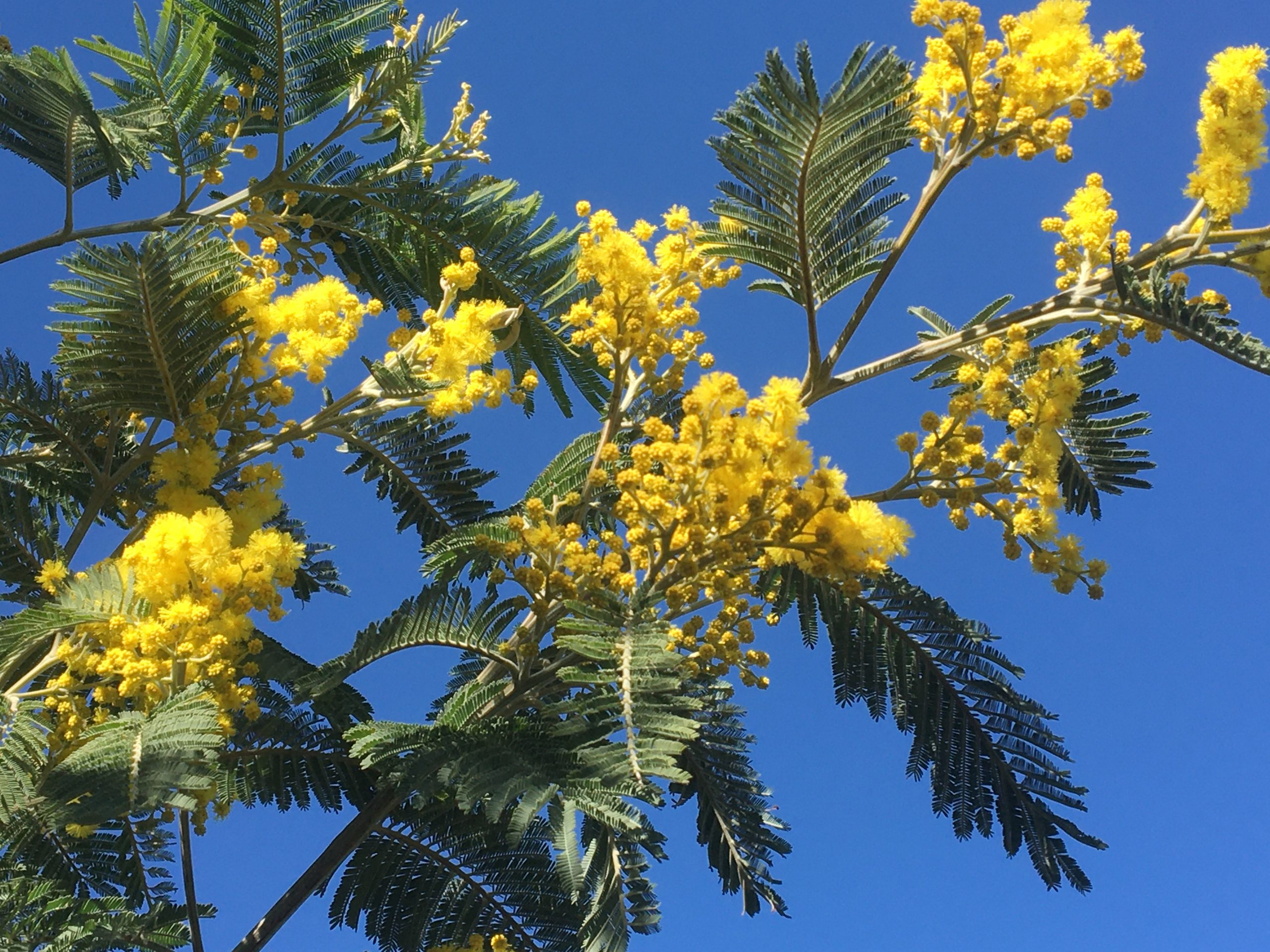 [L'or du Mimosa !] - Les Fleurs d'Exception du Pays de Grasse