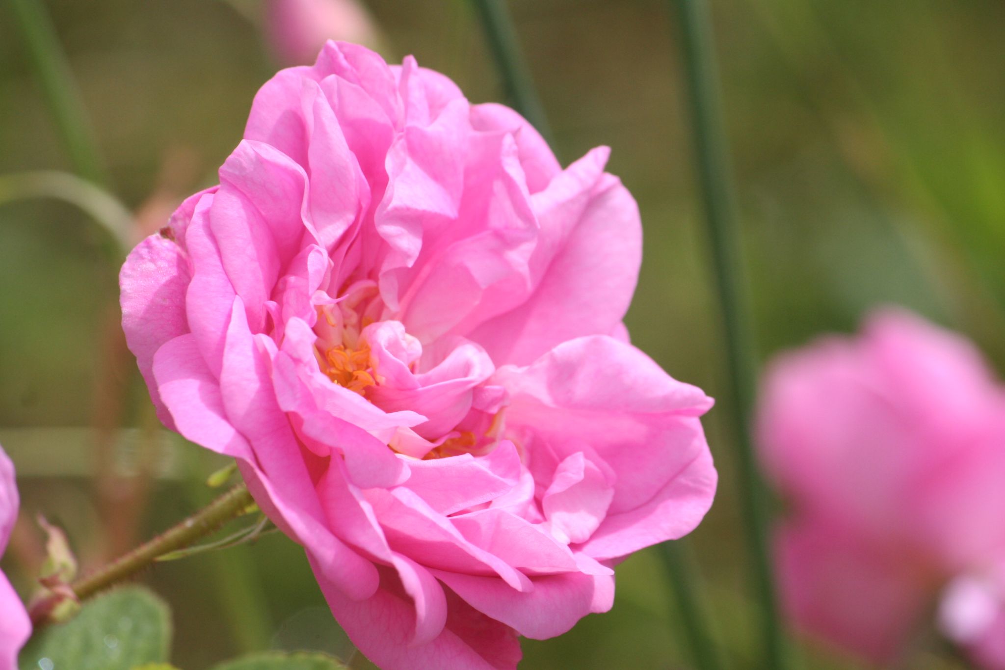 La rose Centifolia - Les Fleurs d'Exception du Pays de Grasse
